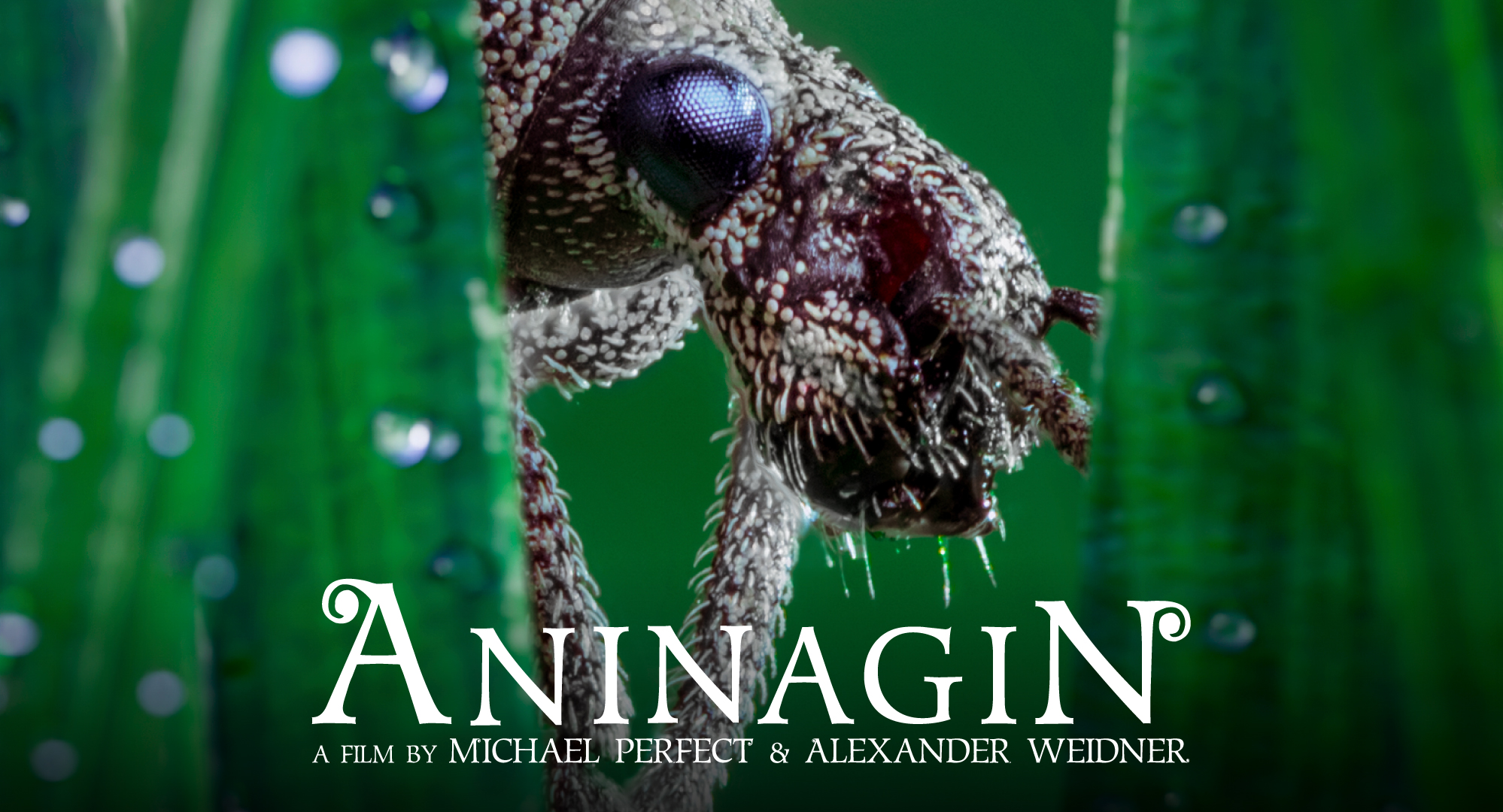 ANINAGIN - My latest film. You've looked at them. But have you seen ...